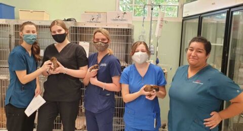 Our Services - Citi Animal Hospital