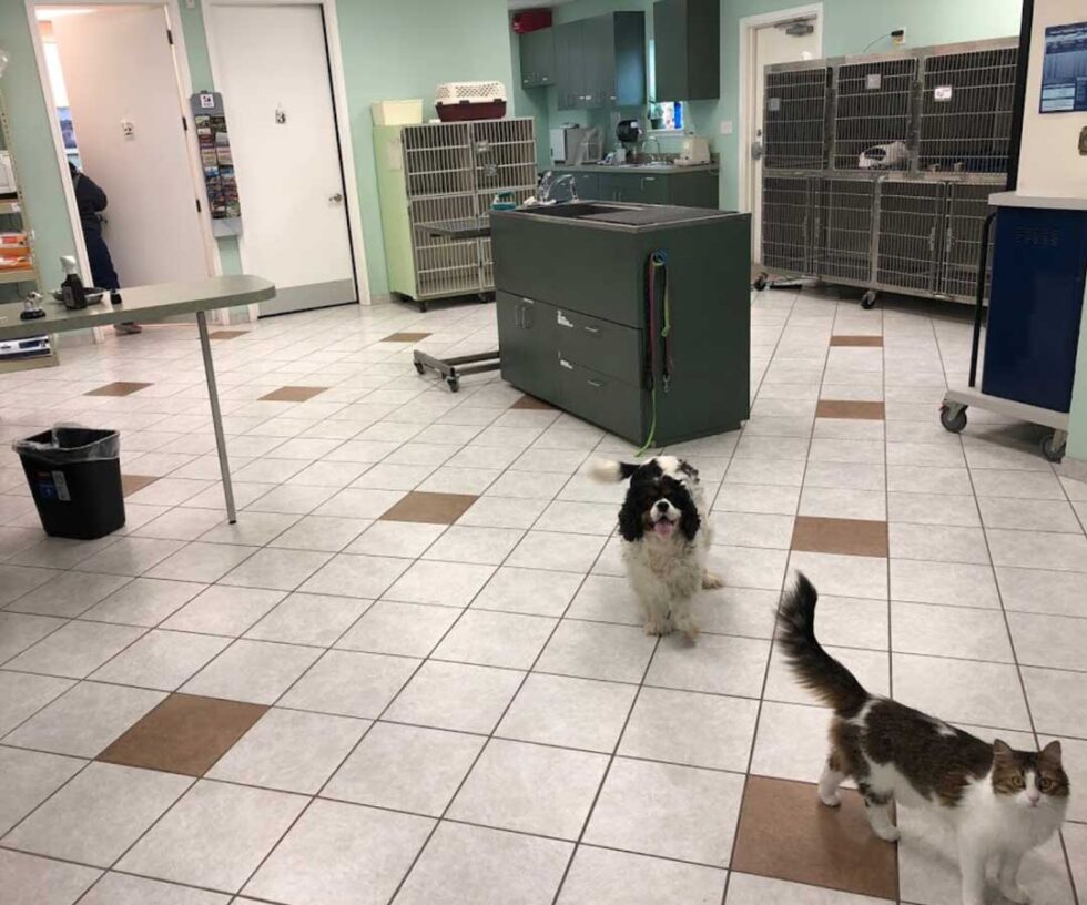 Our Services - Citi Animal Hospital